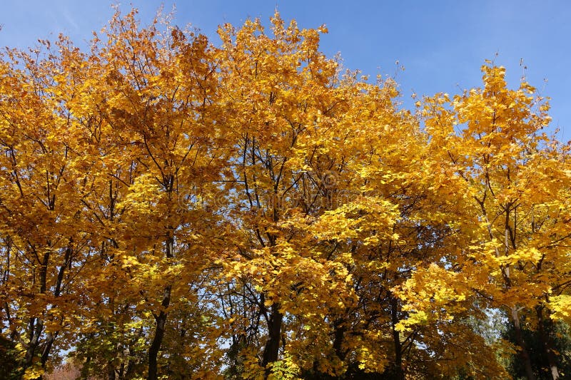 Canopies of Maple Trees with Autumnal Foliage in Mid October Stock ...
