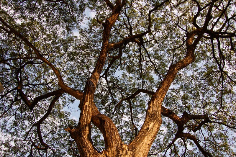 Canopy stock photo. Image of vegetation, branch, network - 510512