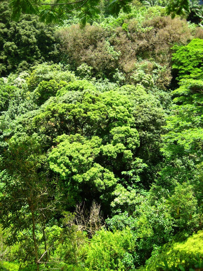 Canopy Picture. Image: 6156591