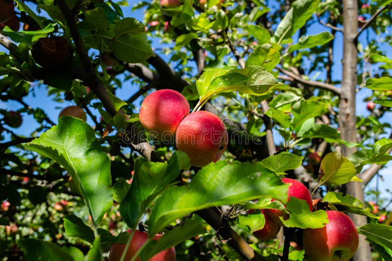 Canopy of an Apple Tree with Ripe Red Fruits Stock Image - Image of ...