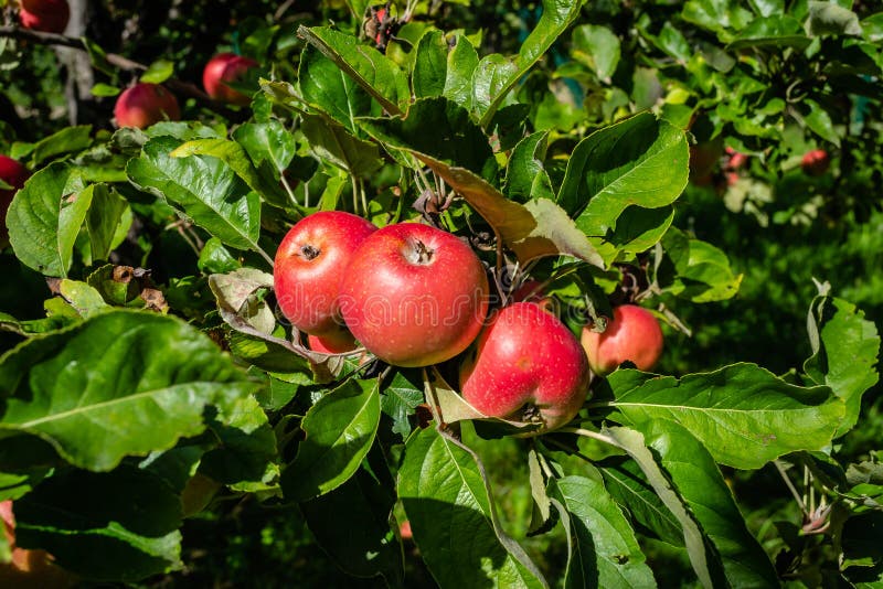 Canopy of an Apple Tree with Ripe Red Fruits Stock Image - Image of ...