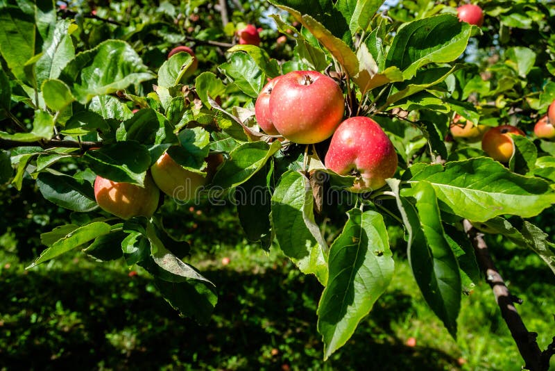 Canopy Apple Tree Ripe Red Fruits Stock Photos - Free & Royalty-Free ...
