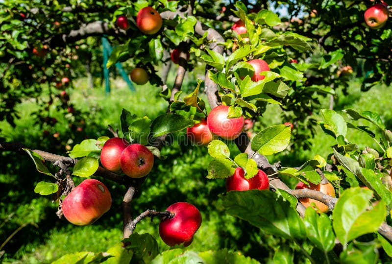 Canopy of an Apple Tree with Ripe Red Fruits Stock Photo - Image of ...