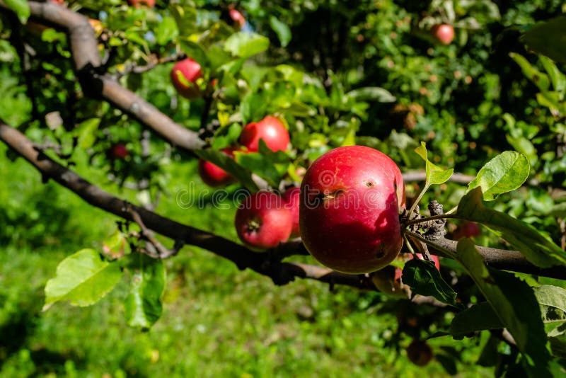 Canopy of an Apple Tree with Ripe Red Fruits Stock Image - Image of ...