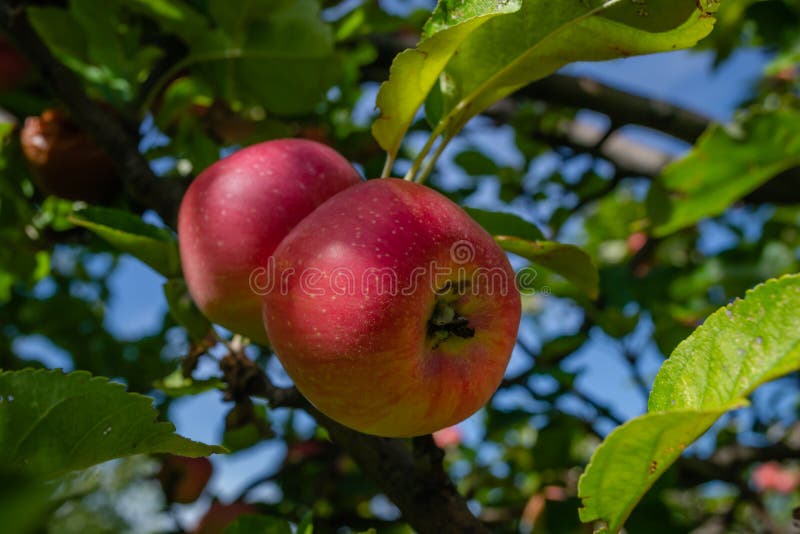 Canopy of an Apple Tree with Ripe Red Fruits Stock Photo - Image of ...