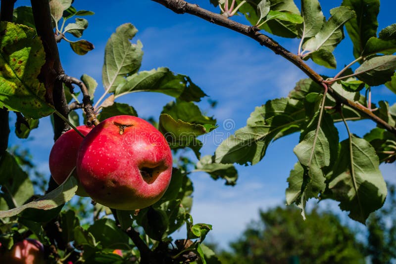 Canopy Apple Tree Ripe Red Fruits Stock Photos - Free & Royalty-Free ...