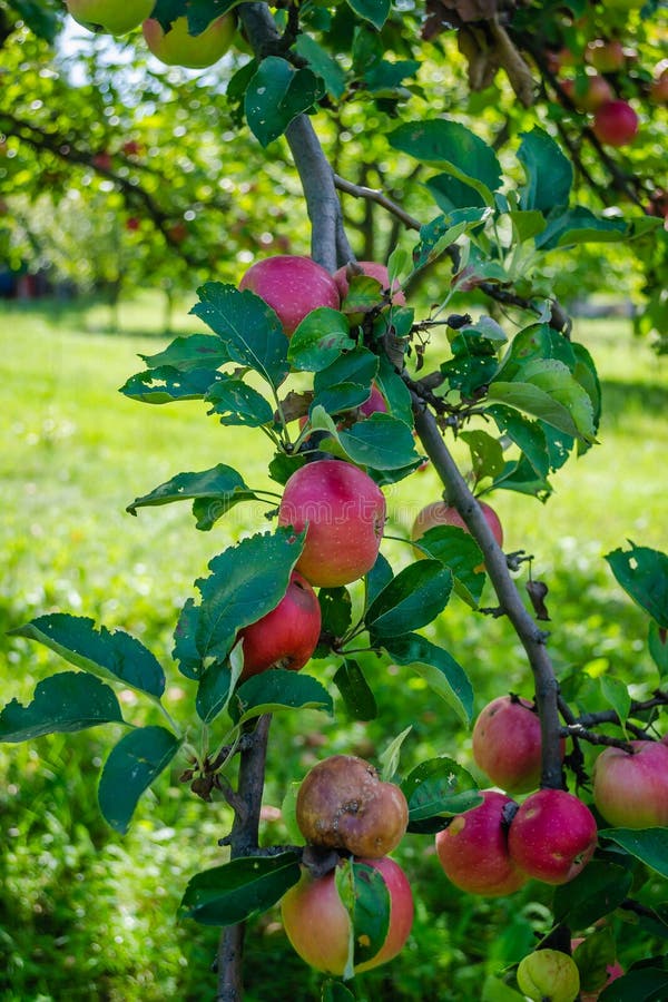 Canopy of an Apple Tree with Ripe Red Fruits Stock Image - Image of ...