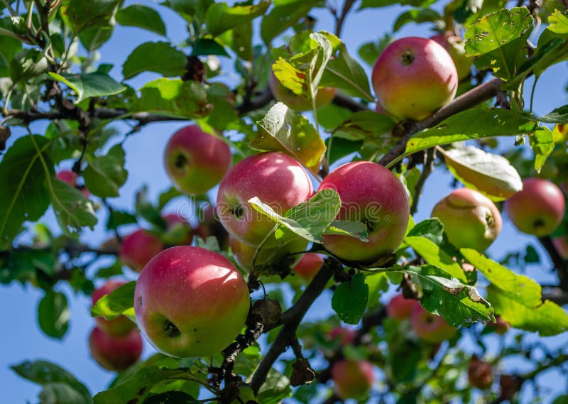 Canopy of an Apple Tree with Ripe Red Fruits Stock Photo - Image of ...
