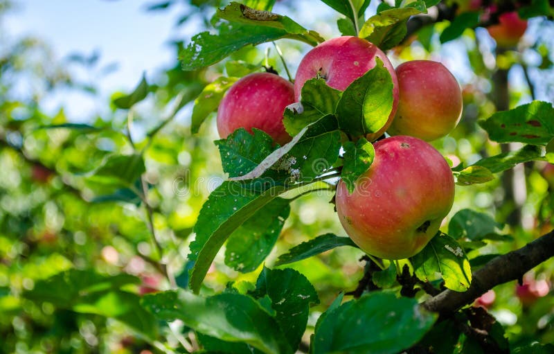 Canopy of an Apple Tree with Ripe Red Fruits Stock Photo - Image of ...