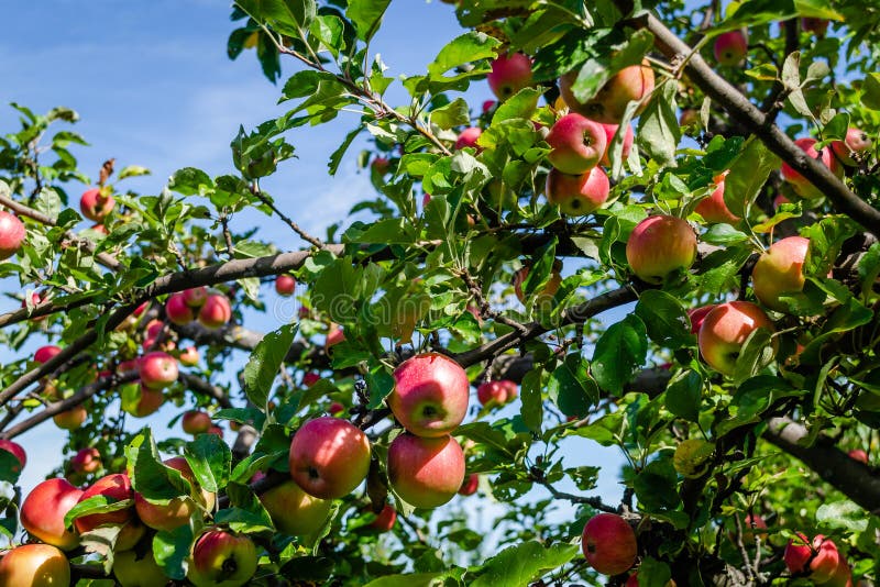 Canopy of an Apple Tree with Ripe Red Fruits Stock Photo - Image of ...