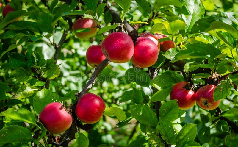 Canopy Apple Tree Ripe Red Fruits Stock Photos - Free & Royalty-Free ...