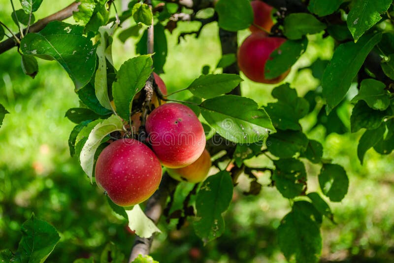 Canopy of an Apple Tree with Ripe Red Fruits Stock Image - Image of ...