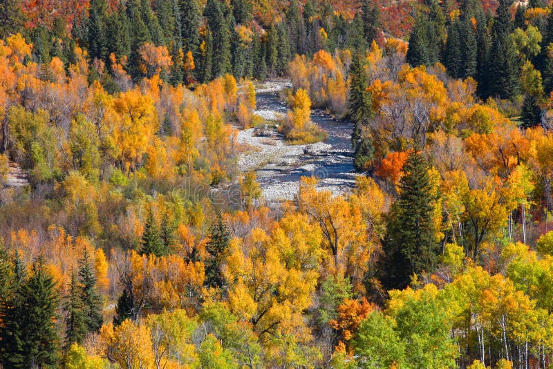 Canopy of autumn trees stock photo. Image of horizontal - 61179456