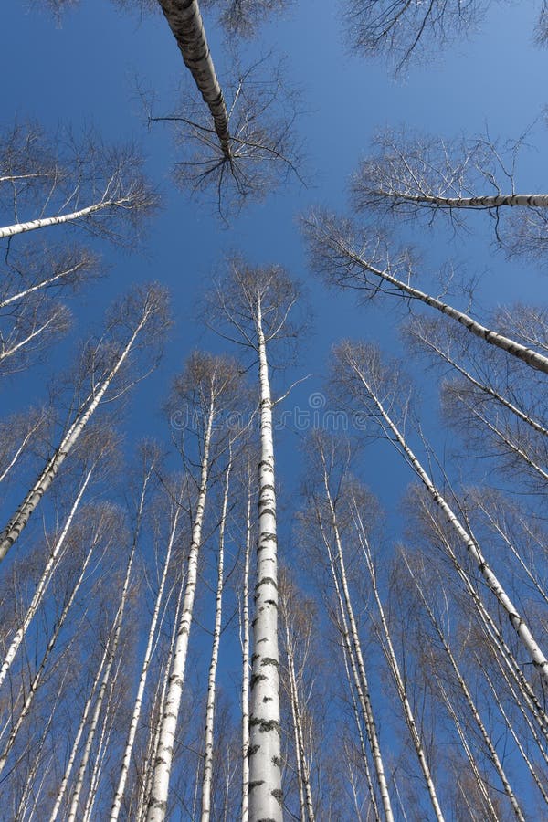 Canopy of Bare Birch Trees on Bright Blue Sky Stock Photo - Image of ...
