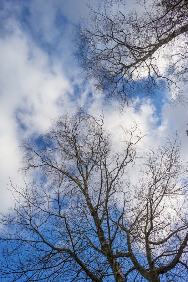 Canopy of Bare Deciduous Trees Below a Blue Cloudy Sky in Winter Stock ...