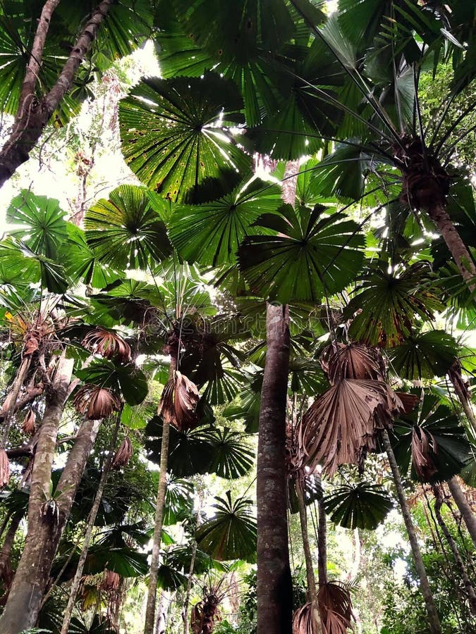 Rainforest stock image. Image of trees, leaves, rainforest - 253451593