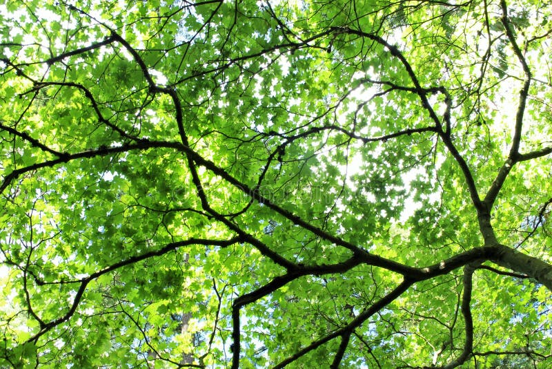 Canopy branches stock photo. Image of angle, forest, leaves - 77143124