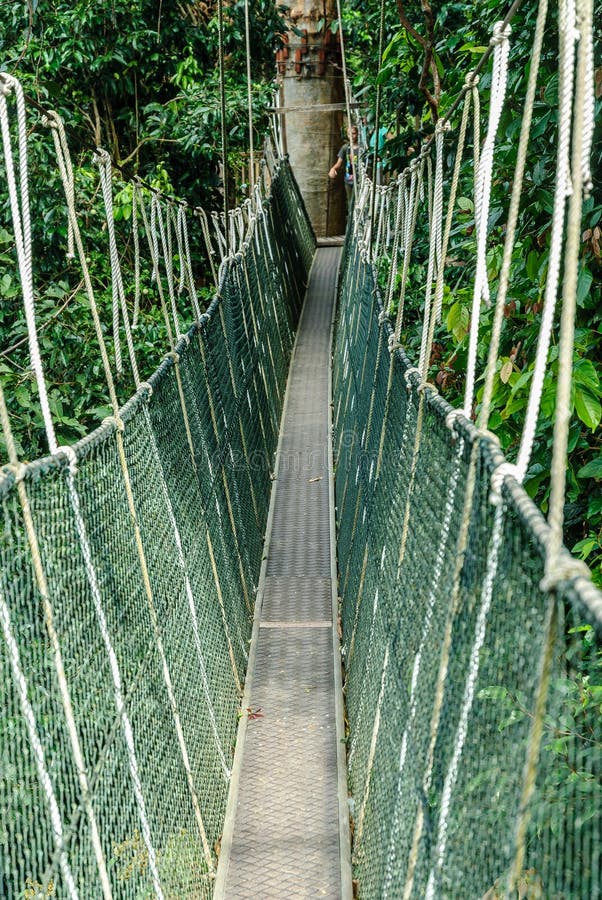 Canopy Bridge of Canopy Park in Jewel Changi Airport Editorial Stock ...