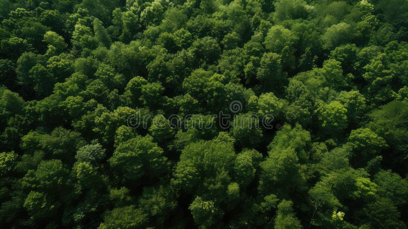 Canopy Cannot See the Forest for the Trees Stock Image - Image of ...
