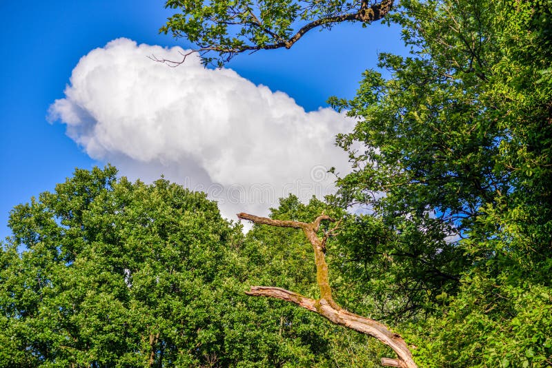Canopy and cloud stock image. Image of outside, bright - 185824057