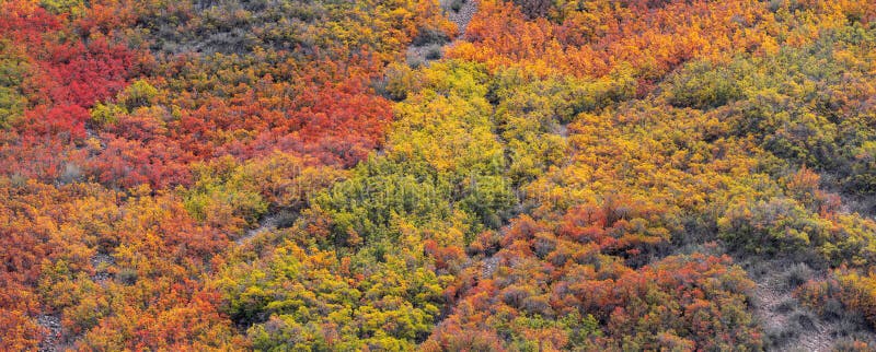 Canopy of Colorful Fall Foliage at Provo Canyon in Utah Stock Image ...