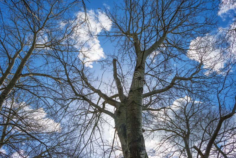 Canopy of Deciduous Trees Below Grey White Cumulus Clouds in a Blue Sky ...