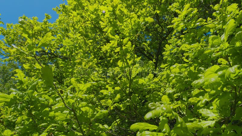 Canopy of Deciduous Trees with Inflorescence. Tree Swinging in Wind on ...