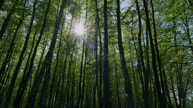 Canopy of Deciduous Trees with Inflorescence. Tree Swinging in Wind on ...