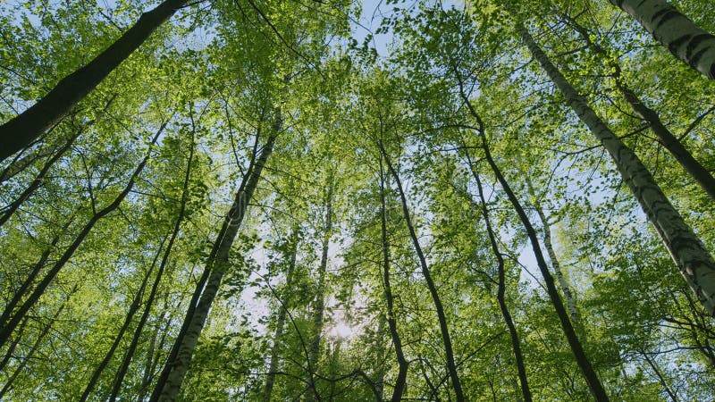 Canopy of Deciduous Trees with Inflorescence. Tree Swinging in Wind on ...