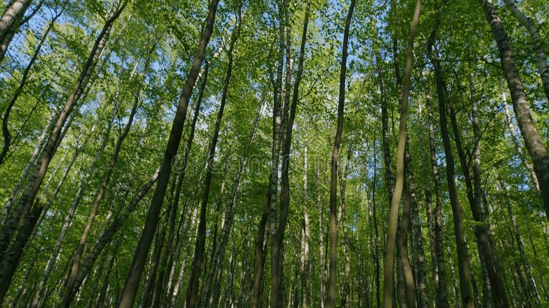 Canopy of Deciduous Trees with Inflorescence. Tree Swinging in Wind on ...