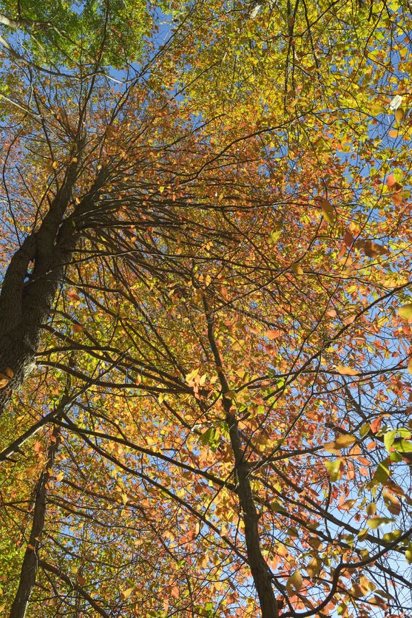 Canopy of fall colors. stock photo. Image of brilliant - 102442980