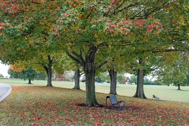 Canopy of Fall Maple Trees Over Park Bench Stock Image - Image of dried ...