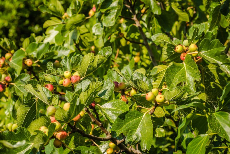 Ripe Fig Fruits in the Canopy of the Tree Stock Photo - Image of group ...