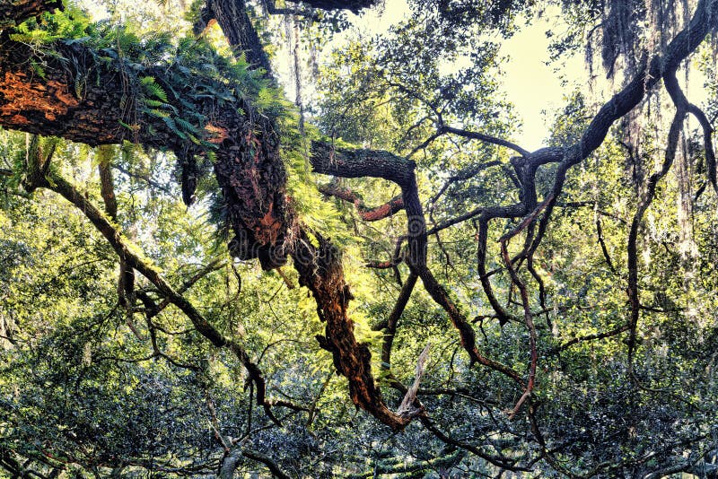 Canopy of the Forest with Great Ancient Oak Trees Stock Image - Image ...