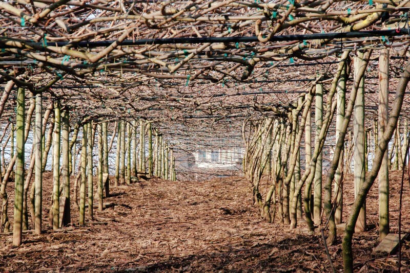 Canopy of Grape Vines stock photo. Image of canopy, established - 51069558