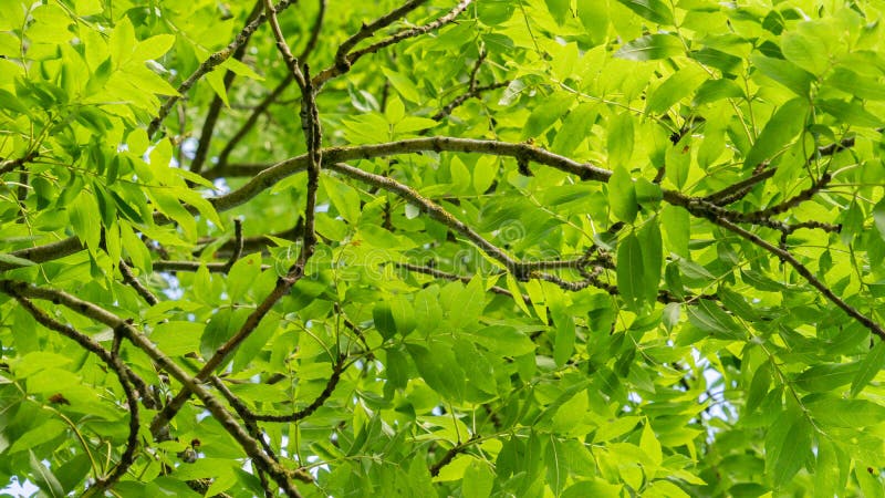183 Ash Tree Canopy Stock Photos - Free & Royalty-Free Stock Photos ...