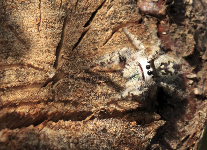 Canopy Jumping Spider stock image. Image of hairy, tree - 59057563