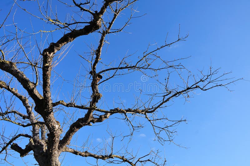 Leafless Apple Tree in Autumn Orchard Stock Image - Image of apple ...