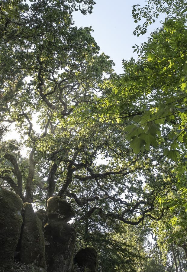 Canopy of a Leafy Tree with Twisted Branches Seen from Below, Rays of ...