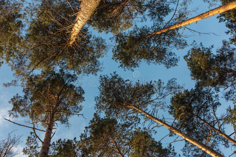 Canopy of Pine Trees Against the Backdrop of Blue Sky Stock Photo ...