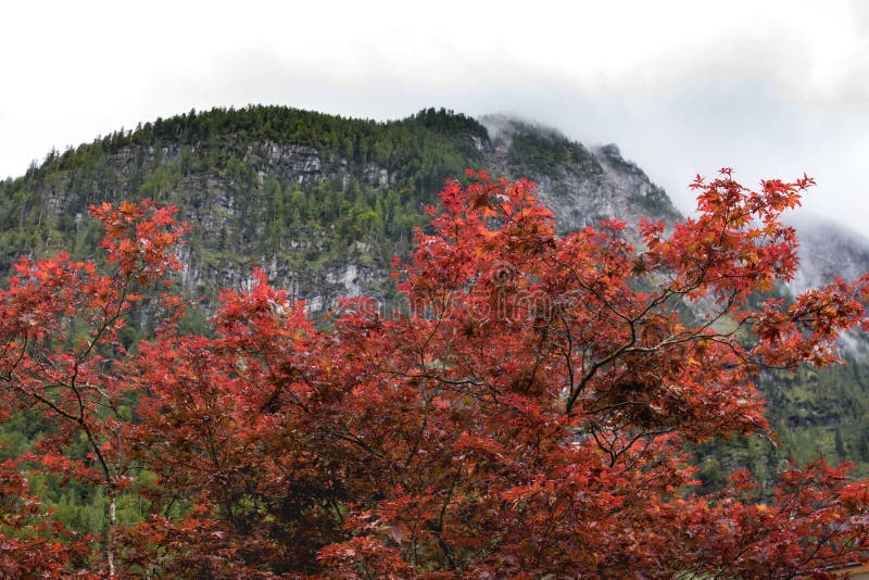 Canopy of Red Maple Tree in Front of the Mountain Stock Photo - Image ...