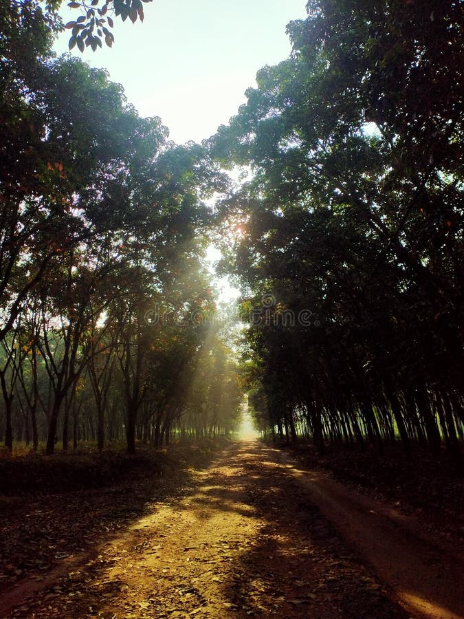 The Canopy of Rubber Tree stock image. Image of tree - 222989267