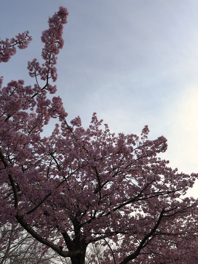 Canopy of Sakura: Peak Bloom in Tokyo Stock Photo - Image of beauty ...