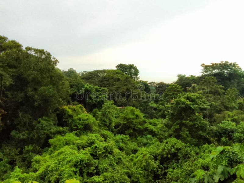 Canopy of Secondary Rainforest in Bukit Brown Stock Photo - Image of ...