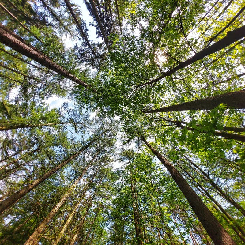Canopy Shot in a Mixed Forest with Pine, Maple and Other Deciduous ...