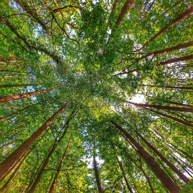 Canopy Shot in a Mixed Forest with Pine, Maple and Other Deciduous ...