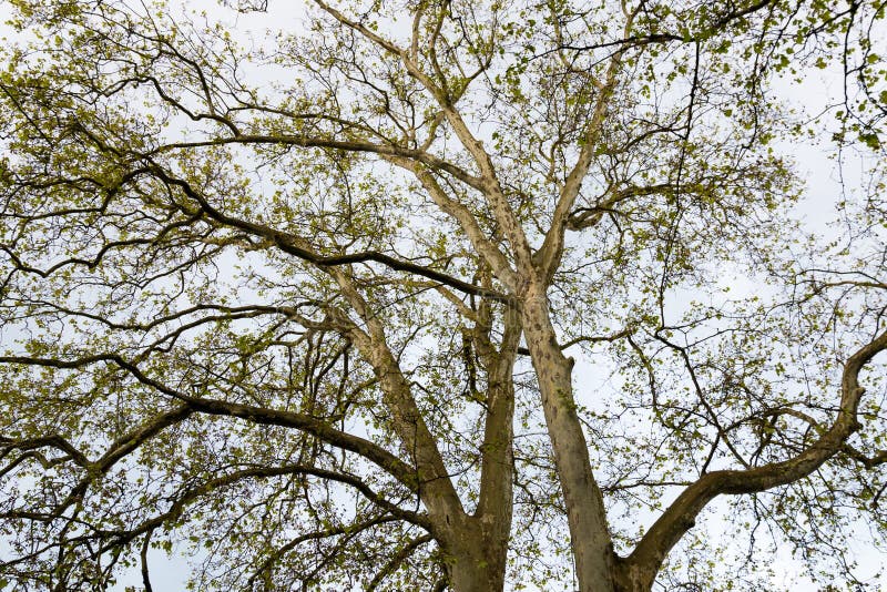 Canopy of Sycamore Trees, Natural Background Stock Image - Image of ...