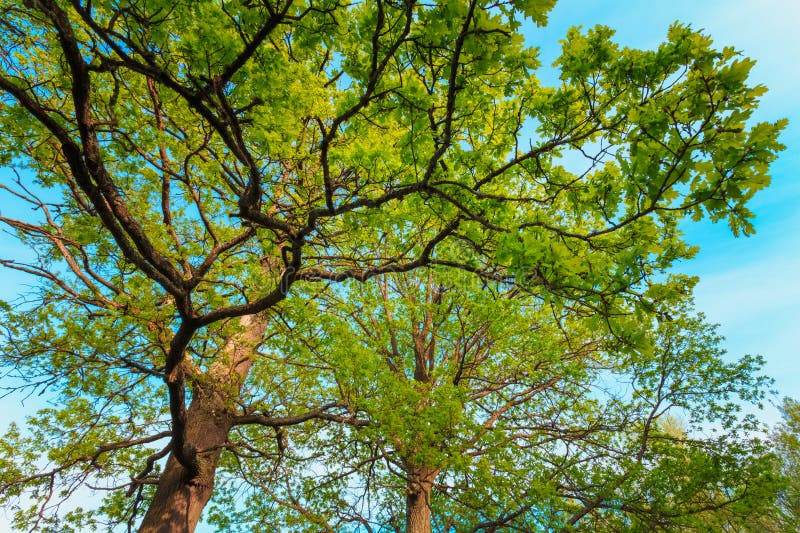 Canopy of Tall Oak Trees. Upper Branches of Tree Stock Image - Image of ...