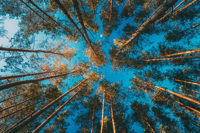 Canopy Of Tall Pine Trees. Upper View Branches Stock Photo - Image of ...