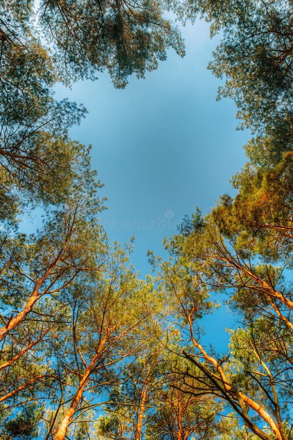 Canopy of Pines Trees. Upper Branches of Woods in Coniferous Forest ...